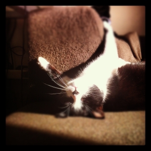 The Perfect Place for a Cat Nap? Choosing The Right Bed for your Cat ...